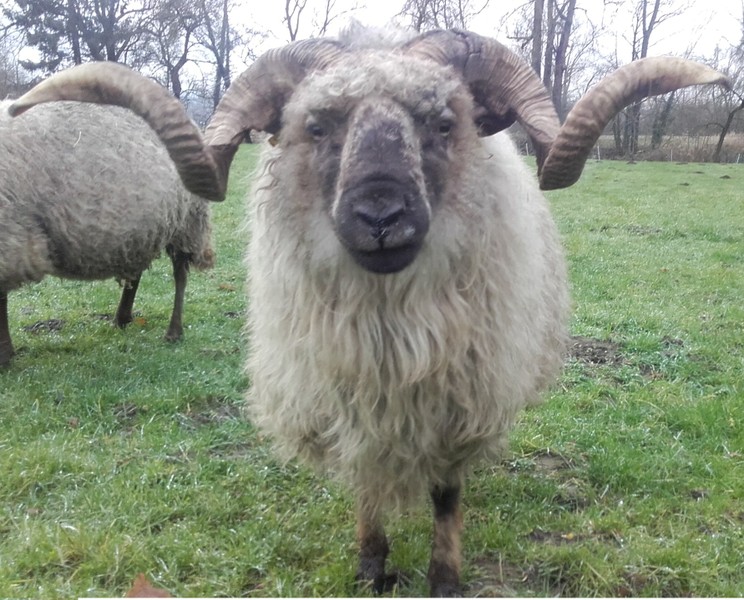 Walachenschaf-Züchter.de - Walachenschaf - Valaska - Siebenbürger ...